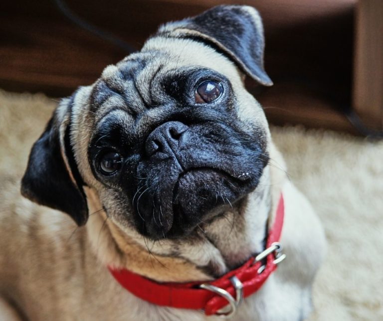 What Is A Pug Nose? - Pug Friend